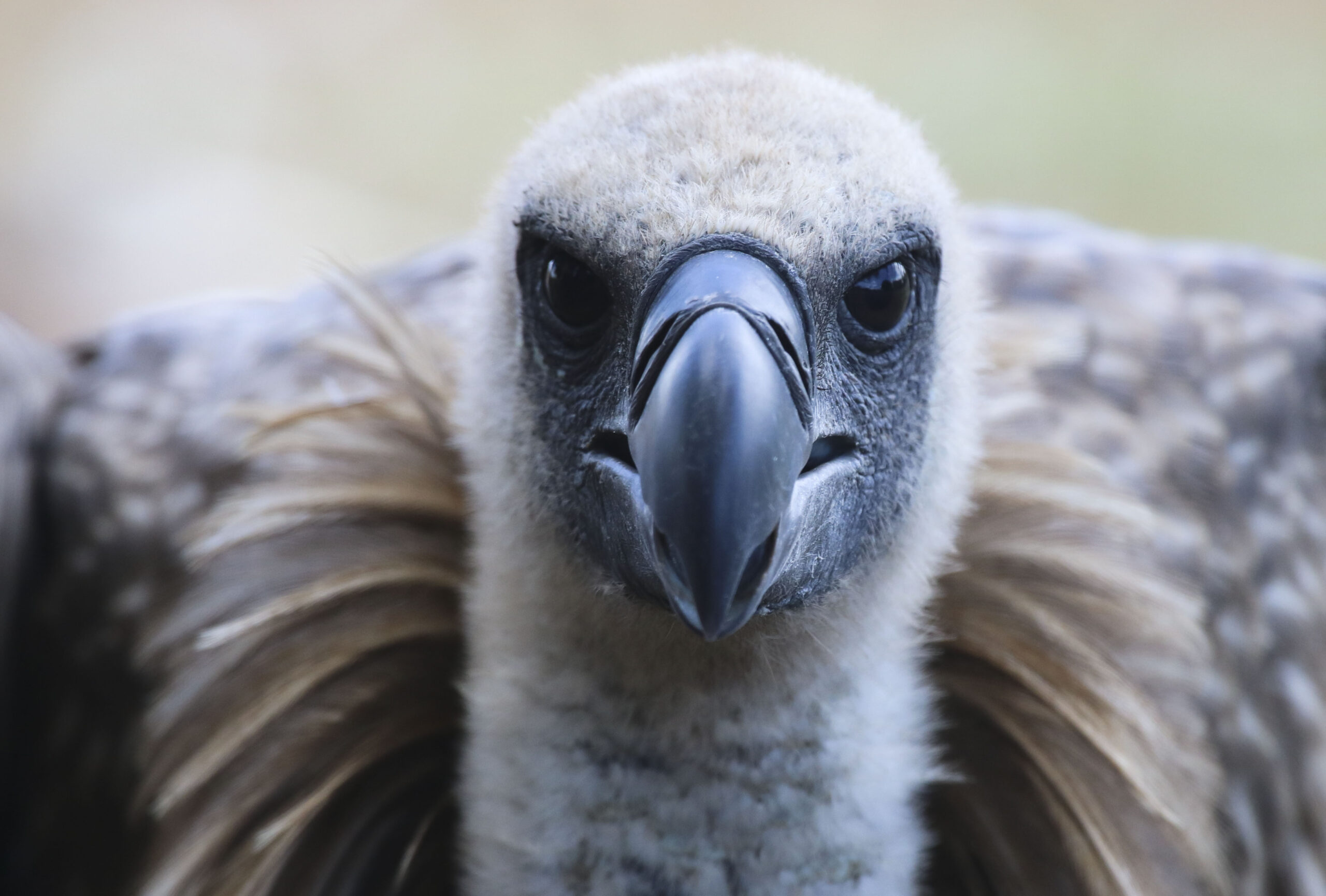 Dr. Neil Forbes - Veterinary Ramblings